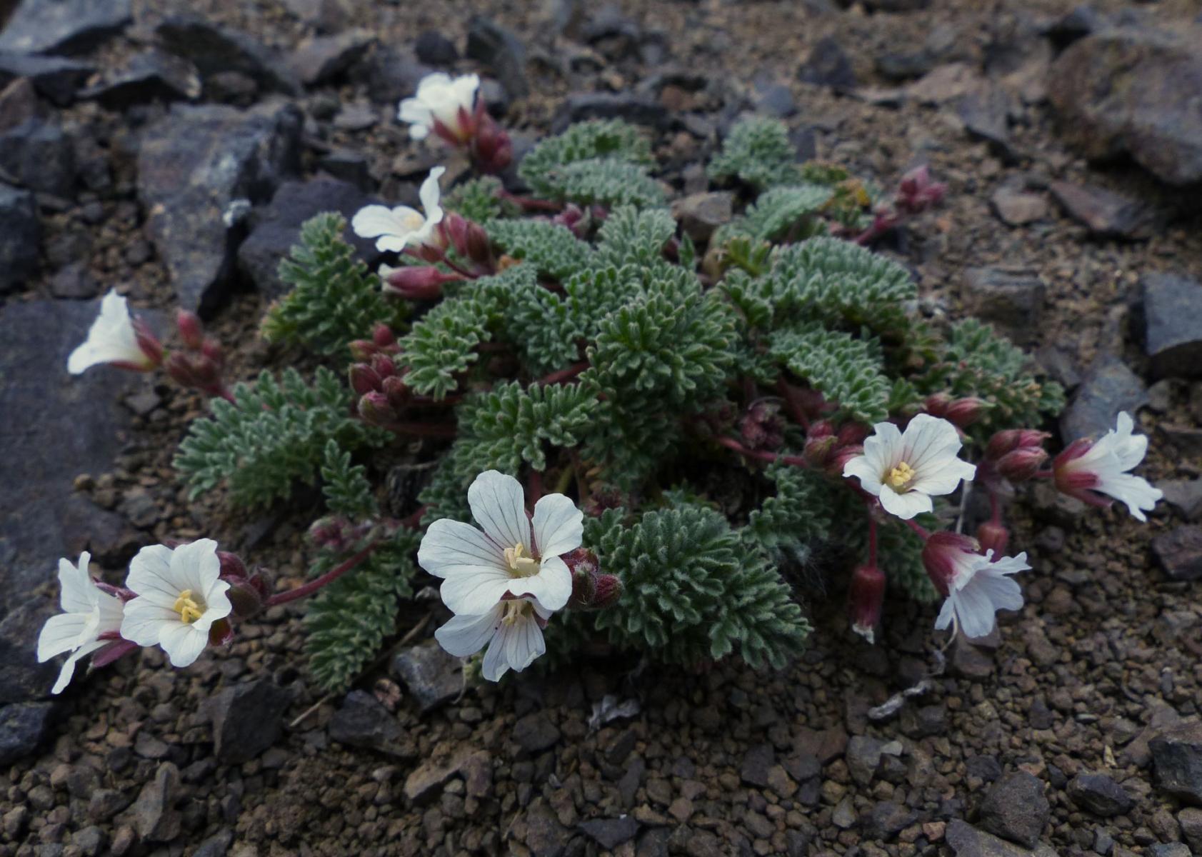 Botanický ráj pohoří Palandöken: Cesty za tureckými endemity | 100+1 ...
