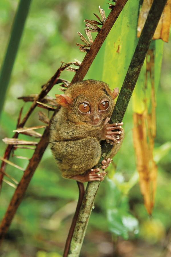 Filipíny: Národ ohnivých ostrovů | 100+1 zahraniční zajímavost