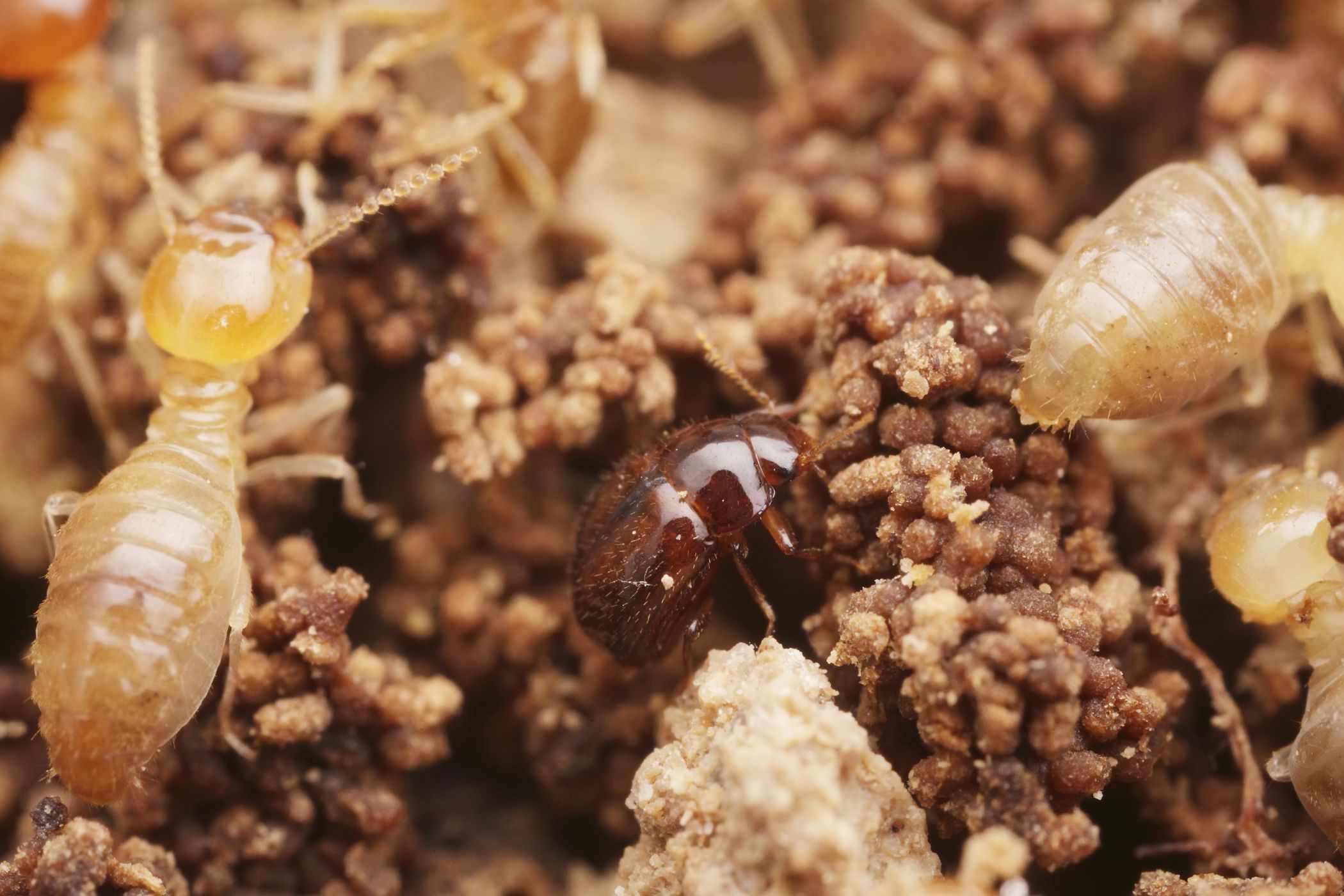 Vzkvétající zahrady termitů: Jak vypadá život uvnitř termitiště? | 100 ...