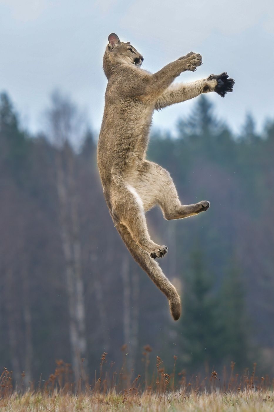 Puma americká: Houževnatá královna americké fauny | 100+1 zahraniční ...
