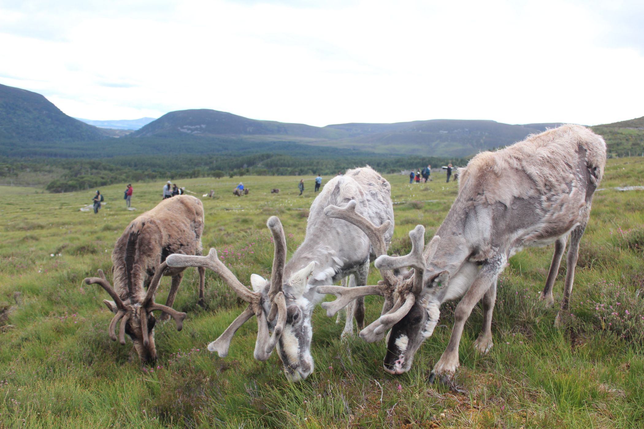 Výjev jako ze skotské ságy: Sobi v pohoří Cairngorms | 100+1 zahraniční ...