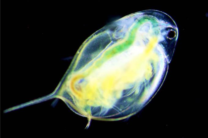plankton | 100+1 zahraniční zajímavost