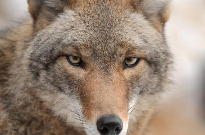 kojot | 100+1 zahraniční zajímavost