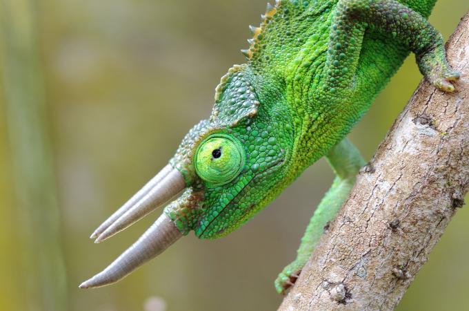 chameleon | 100+1 zahraniční zajímavost