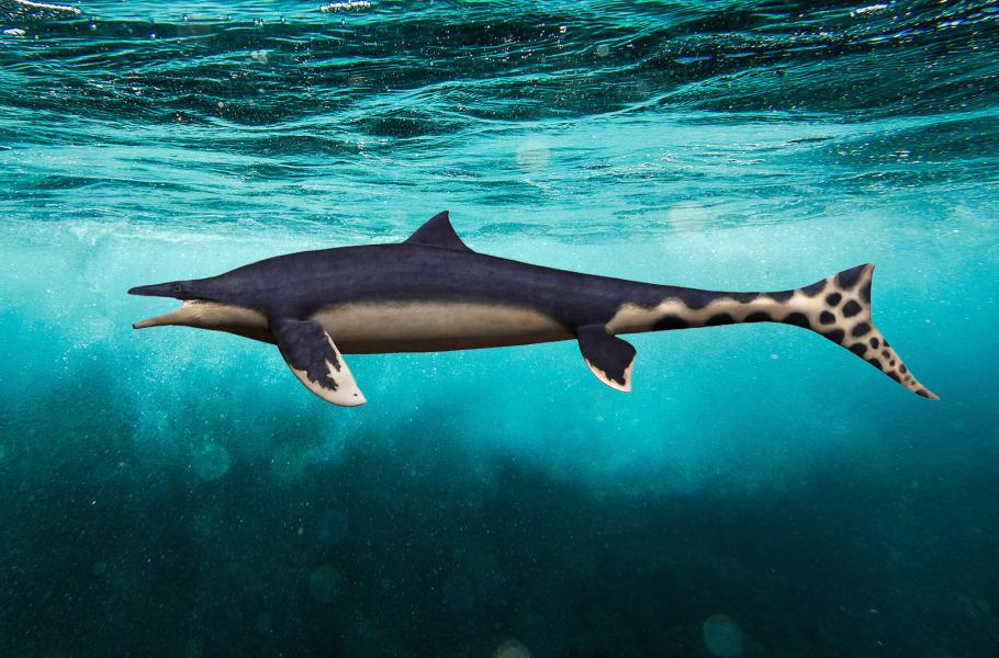 V Japonsku objevili unikátního „modrého draka z Wakajamy“ | 100+1 ...