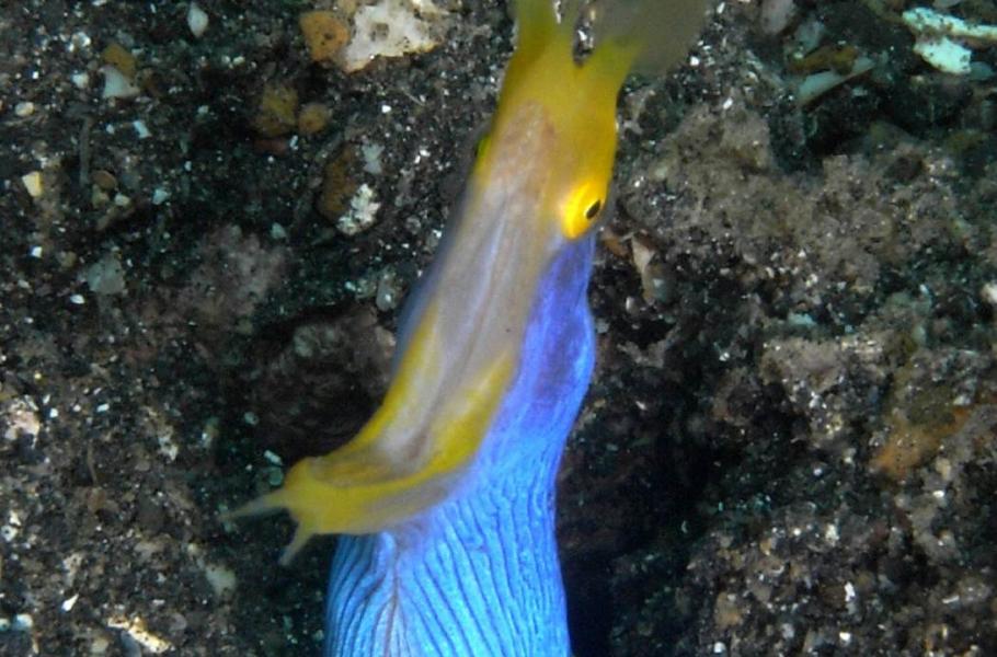 Fauna ve vodách Indonésie: Kouzelný podmořský svět Severních Sulawesi ...