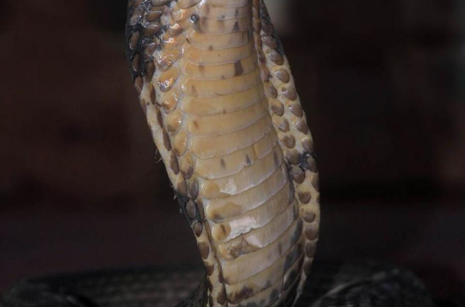 Lidé a jedovaté kobry: Nebezpečné krasavice s kápí | 100+1 zahraniční ...