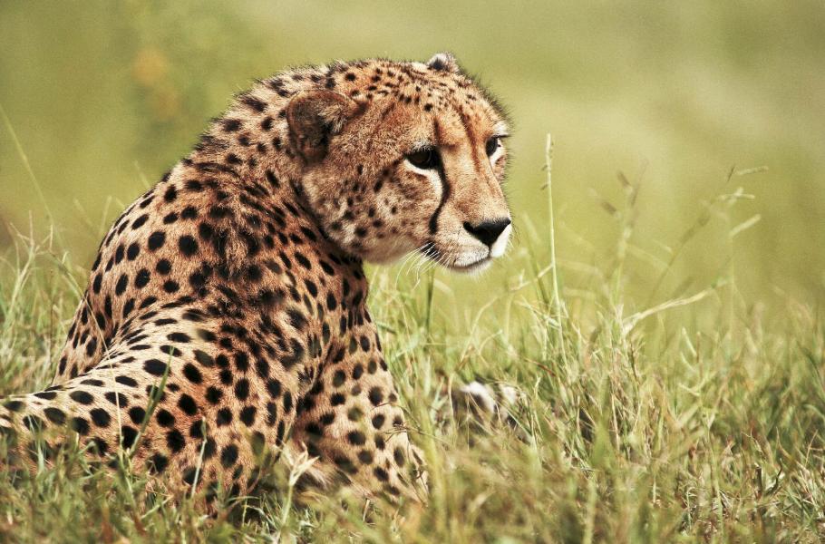 Létající běžci: Gepardí sprinteři z Botswany | 100+1 zahraniční zajímavost