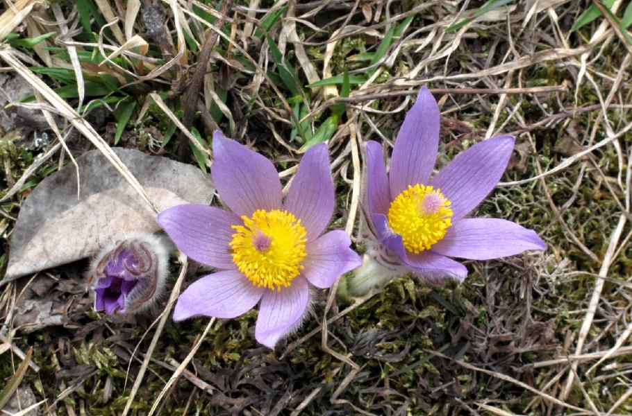 Koniklece: Ozdoby probouzejících se luk a zvonky jarních stepí | 100+1 ...