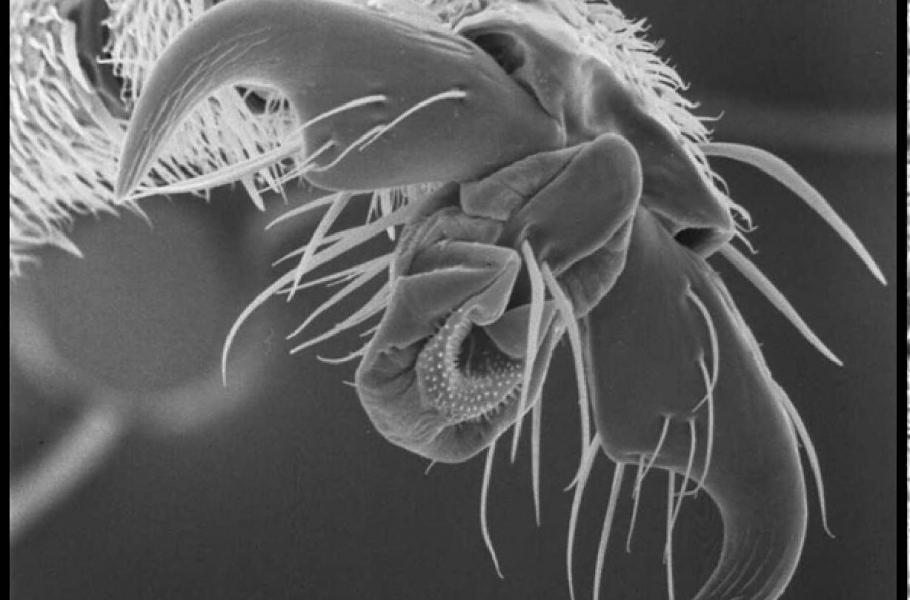 Malí lovci s obří silou: Mravenci, kteří udrží až šest tisíckrát víc ...