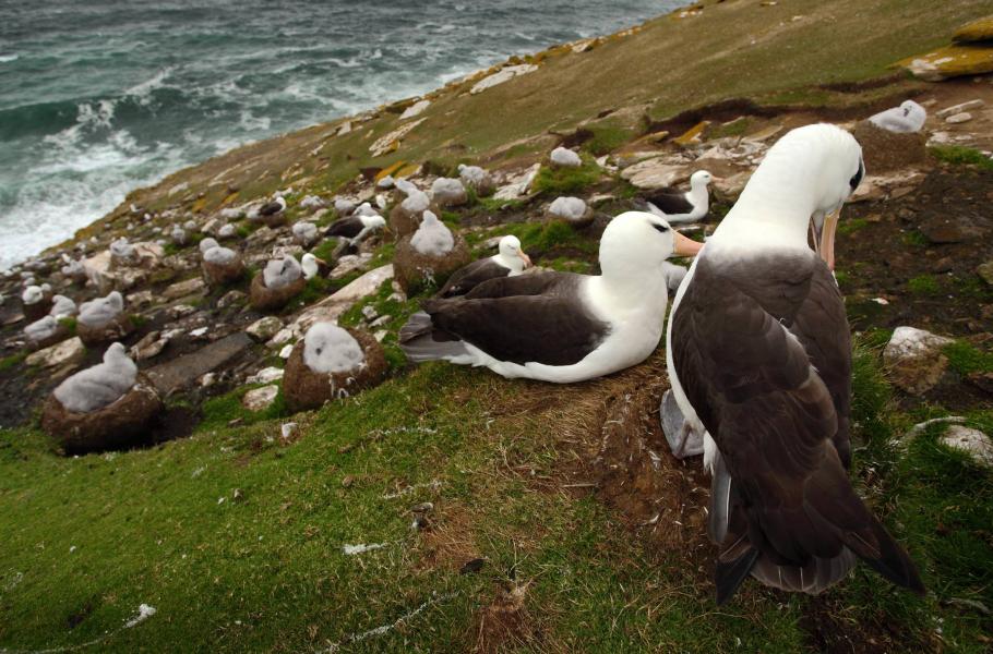 Romantika na útesu: Hnízdiště falklandských albatrosů černobrvých | 100 ...