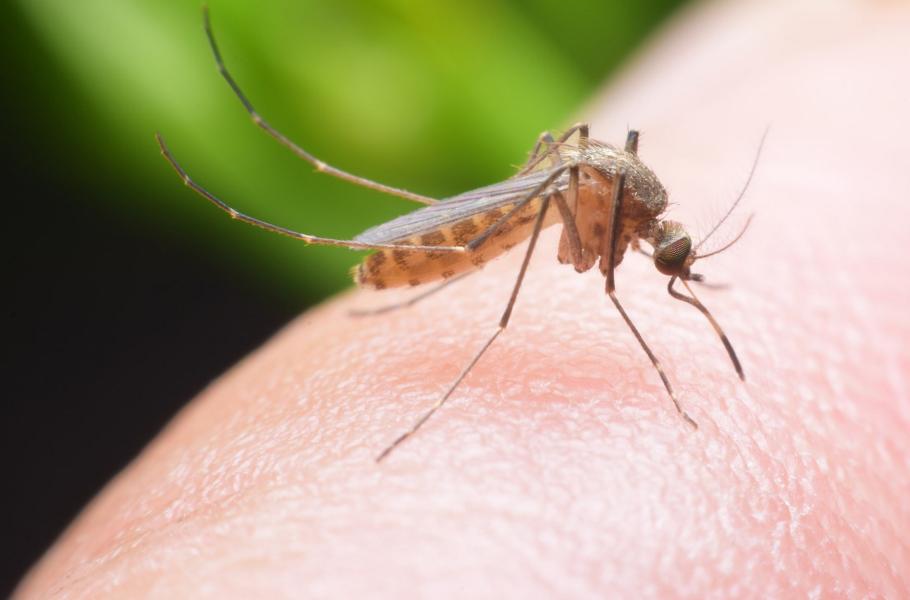 Společnost Verily vypustí do přírody 20 000 000 komárů tropických | 100 ...