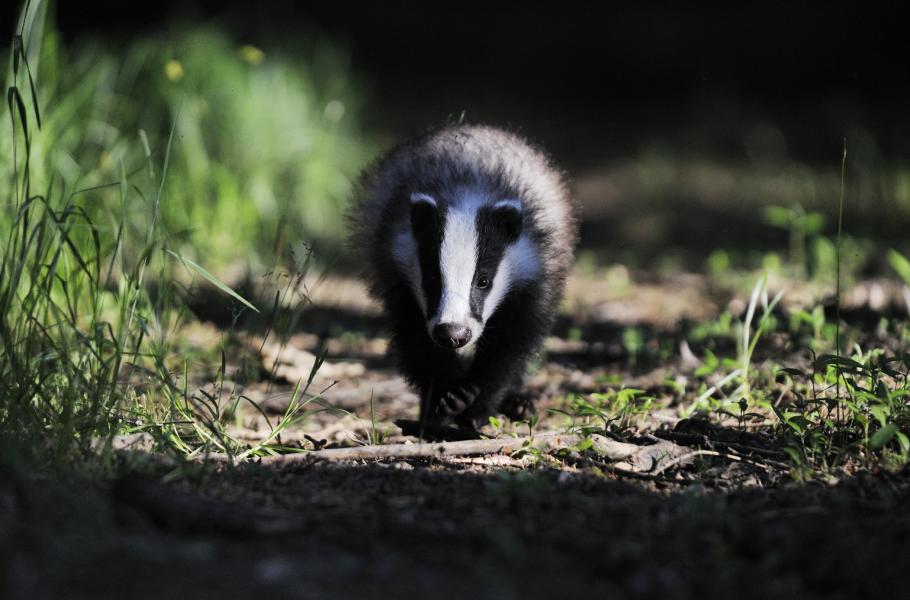 Ostražitý jezevec lesní: Pán podzemních hradů | 100+1 zahraniční zajímavost