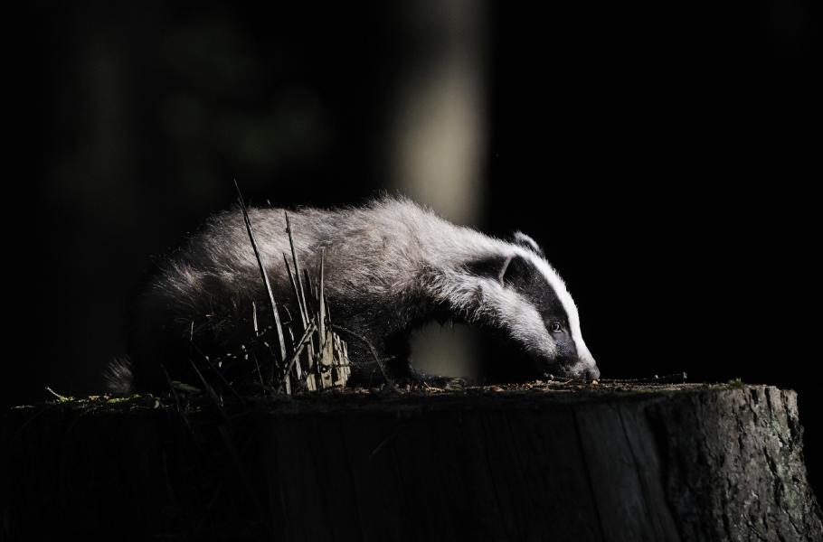 Ostražitý jezevec lesní: Pán podzemních hradů | 100+1 zahraniční zajímavost