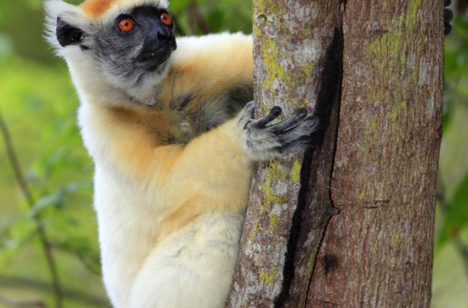 Madagaskarský sifaka zlatokorunkatý: Primát se zlatem v kožichu | 100+1 ...