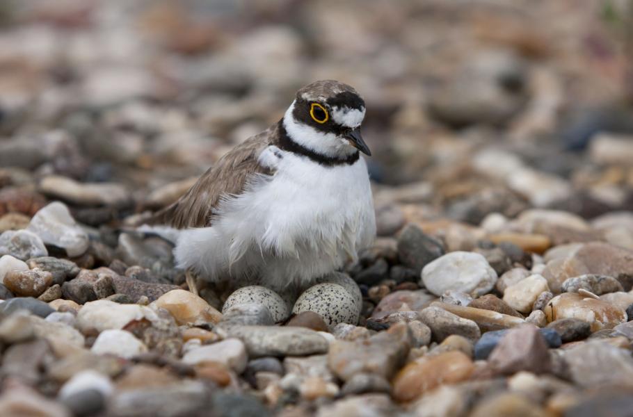 Kulíci říční uprostřed města: Velké drama malých opeřenců | 100+1 ...
