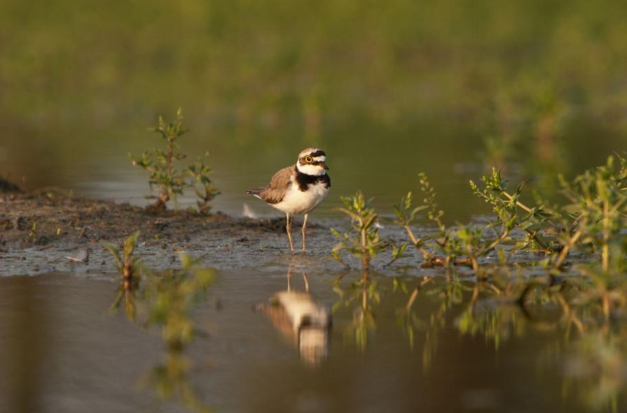Kulíci říční uprostřed města: Velké drama malých opeřenců | 100+1 ...
