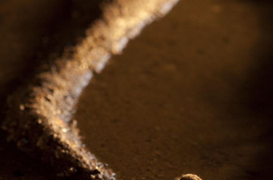 Kulíci říční uprostřed města: Velké drama malých opeřenců | 100+1 ...