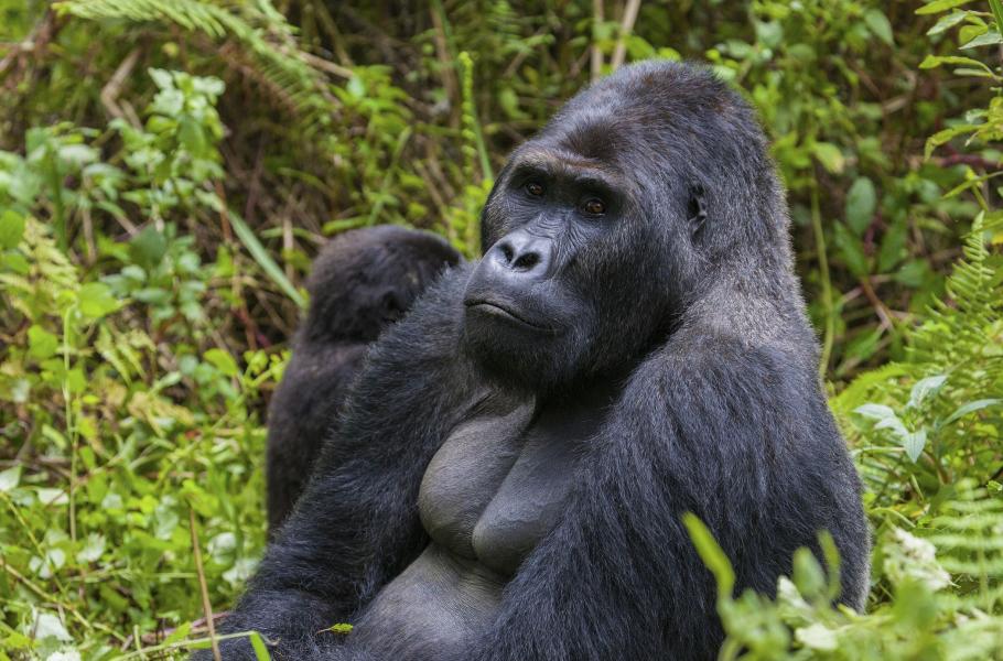 Největší z velkých primátů: Zapomenutý skvost Konga | 100+1 zahraniční ...