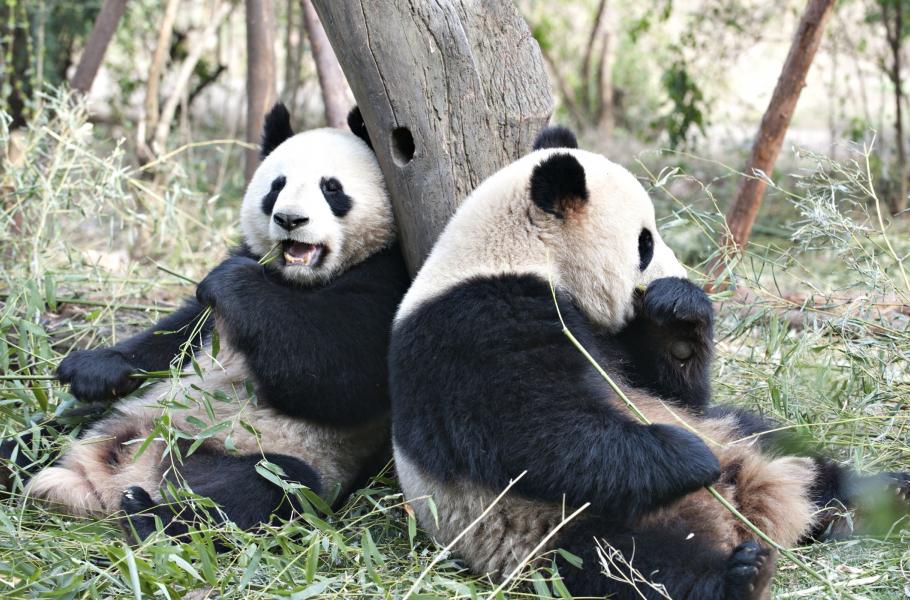 Panda velká: Býložravec s žaludkem predátora | 100+1 zahraniční zajímavost