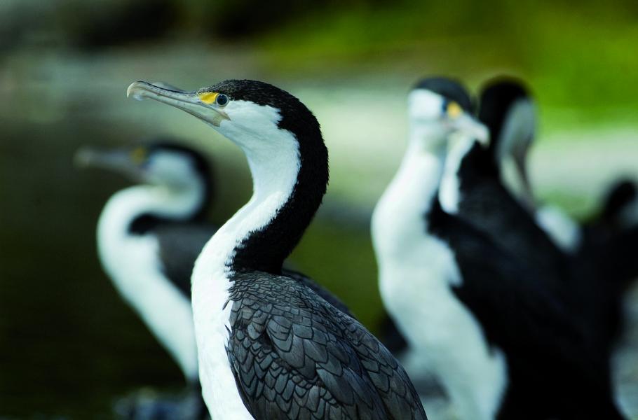Jižní ostrov Nového Zélandu: Cesta endemickým rájem | 100+1 zahraniční ...