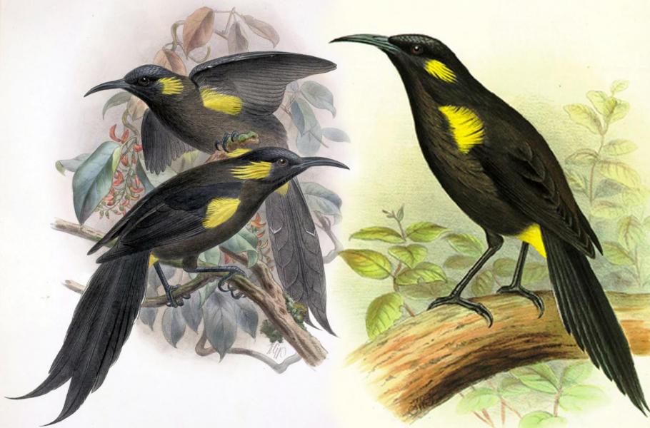 Tvor (ne)dávné minulosti: Moho molokajský, elegantní pěvec z Havaje ...