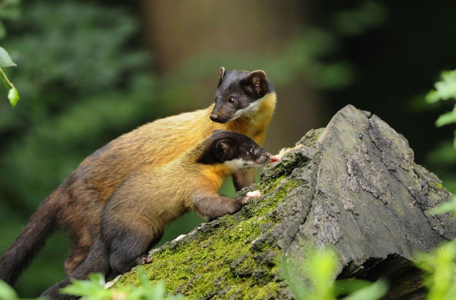 Dobře organizovaní lovci: Skupinový lov asijských kun charza | 100+1 ...