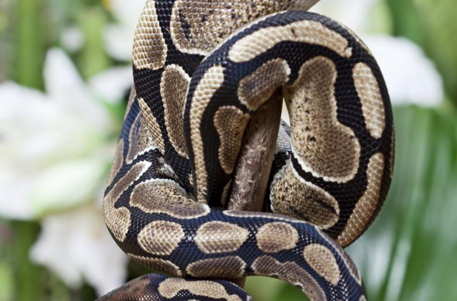 Poodhalená hadí tajemství: Hostiny a půsty hadích siláků | 100+1 ...