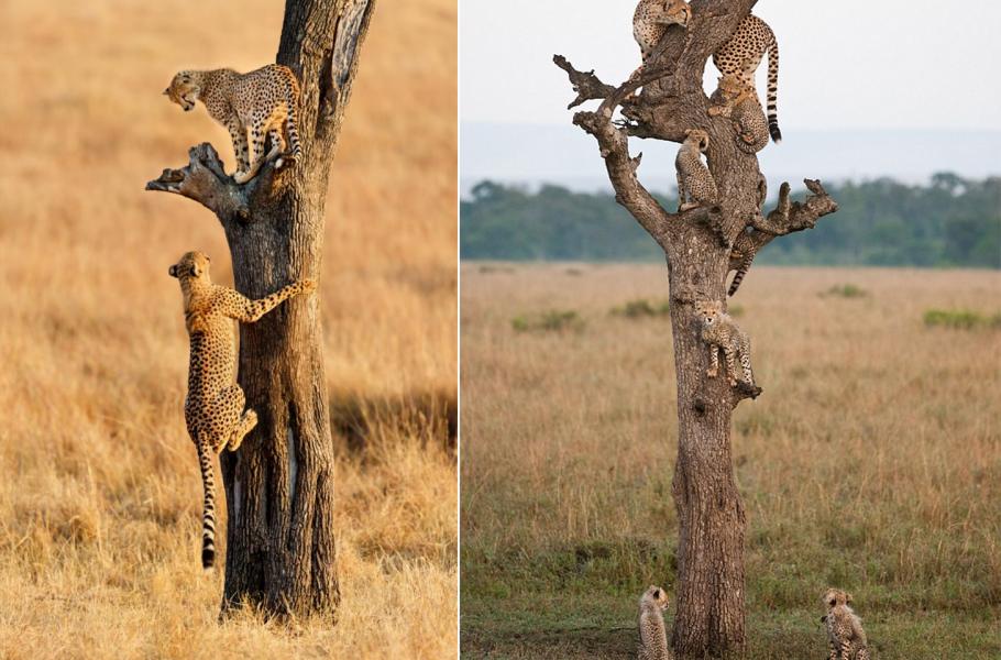 Gepardi na větvi: Jak je na tom nejrychlejší šelma se šplháním? | 100+1 ...