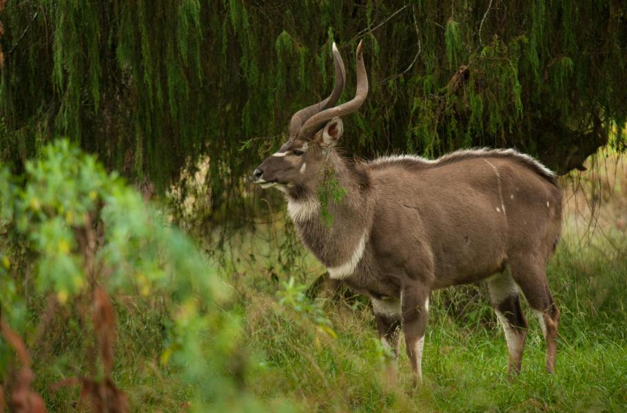 Antilopa pod císařskou ochranou: Důstojná nyala horská | 100+1 ...