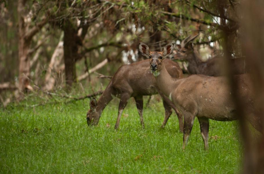 Antilopa pod císařskou ochranou: Důstojná nyala horská | 100+1 ...