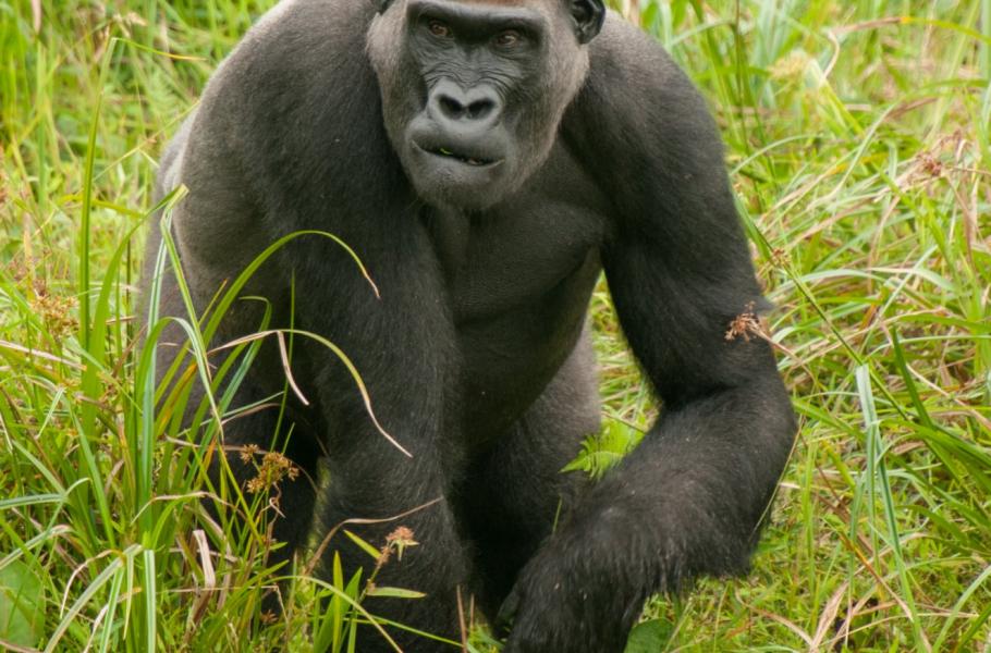 Jak získat gorilí důvěru: Průběh habituace goril nížinných | 100+1 ...