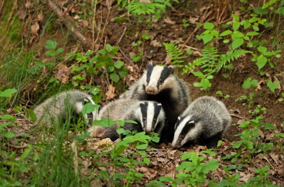Jezevec lesní: Skrývající se pán podzemních hradů | 100+1 zahraniční ...