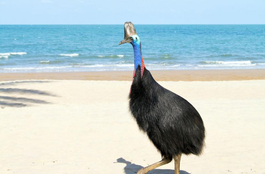 Novoguinejský kasuár přilbový: Obr v kostěné přilbě | 100+1 zahraniční ...