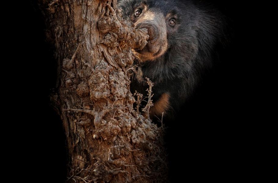 Medvěd pyskatý: Lenošný medvěd Balú z Kiplingova románu | 100+1 ...