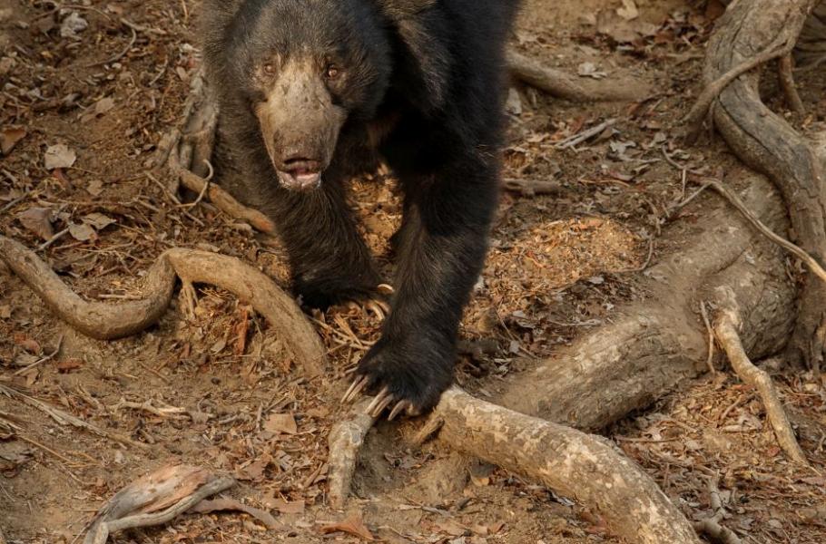 Medvěd pyskatý: Lenošný medvěd Balú z Kiplingova románu | 100+1 ...