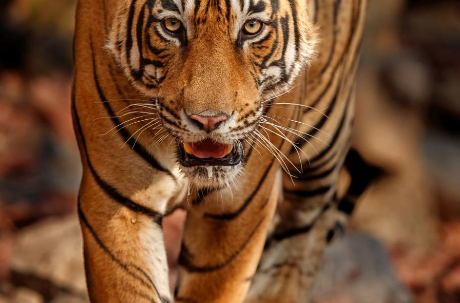 Pocta králi džungle: Co možná nevíte o tygrech indických | 100+1 ...