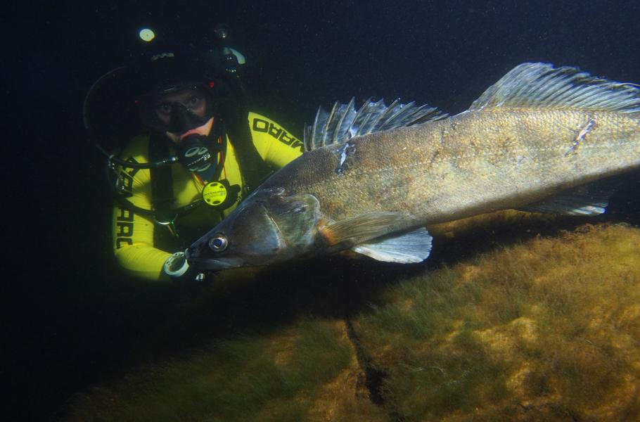 Urputný bojovník candát obecný: Elegantní obránce rodiny | 100+1 ...