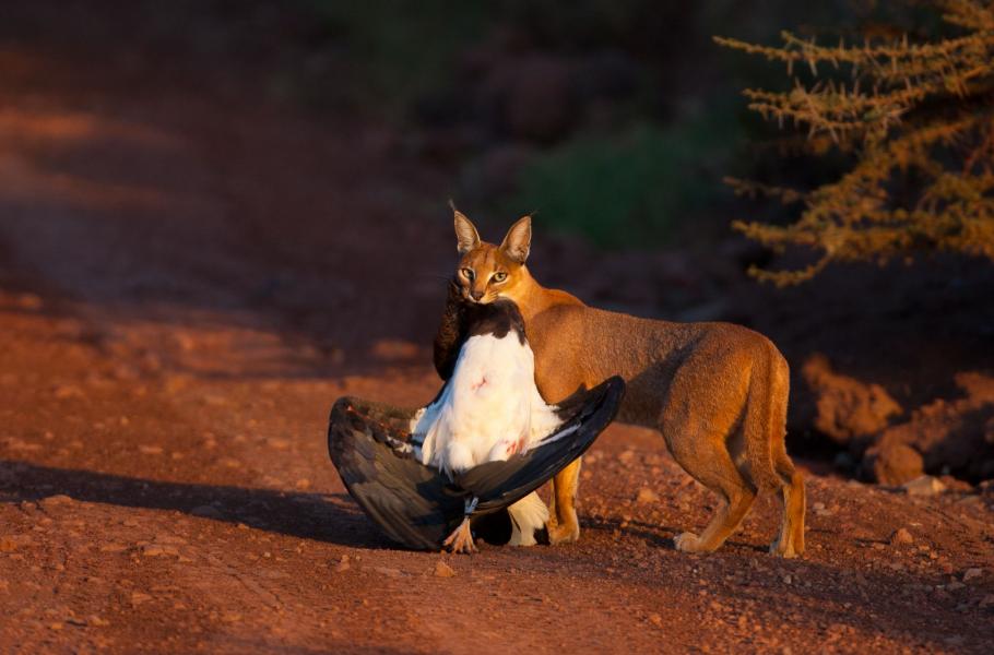 Půvabný karakal: Nejmrštnější atlet ze všech kočkovitých šelem | 100+1 ...