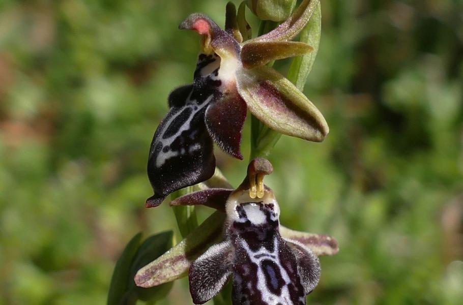 Za krétskými endemity: Botanická lákadla středomořského ostrova | 100+1 ...