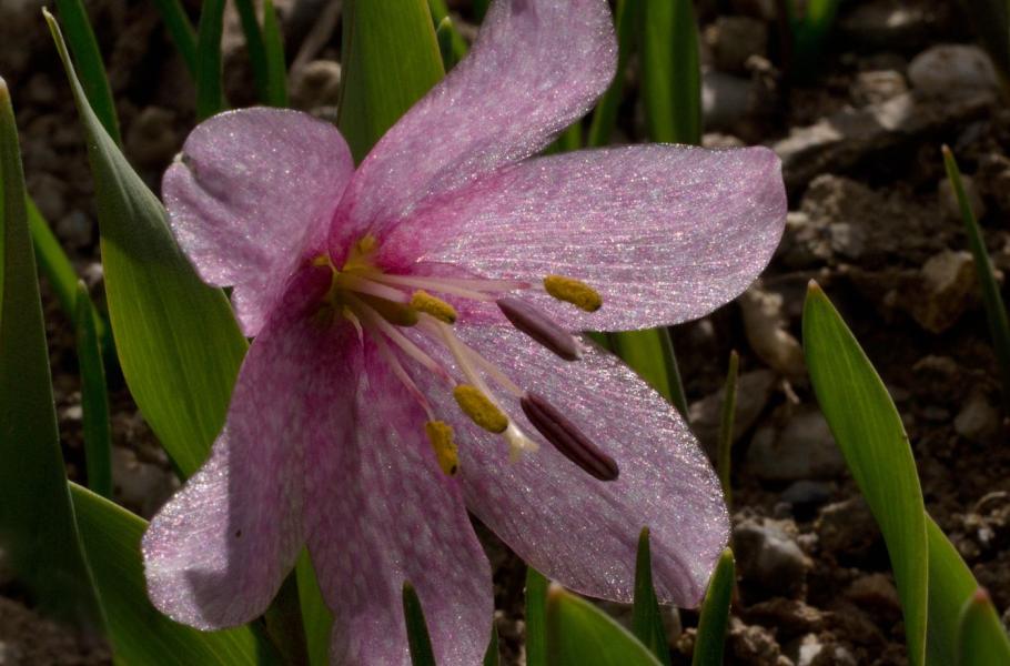 Botanický ráj pohoří Palandöken: Cesty za tureckými endemity | 100+1 ...